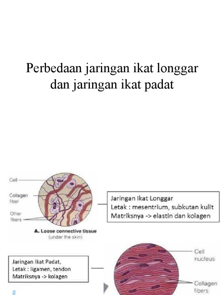 Perbedaan Jaringan Ikat Longgar Dan Jaringan Ikat Padat | PDF
