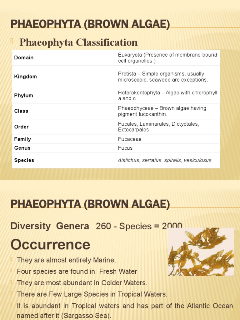 Phaeophyta (Brown Algae) | PDF | Sexual Reproduction | Algae