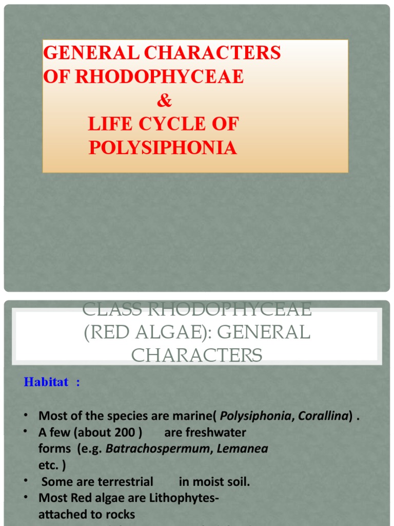 General Characters of Rhodophyceae & Life Cycle of Polysiphonia | PDF ...