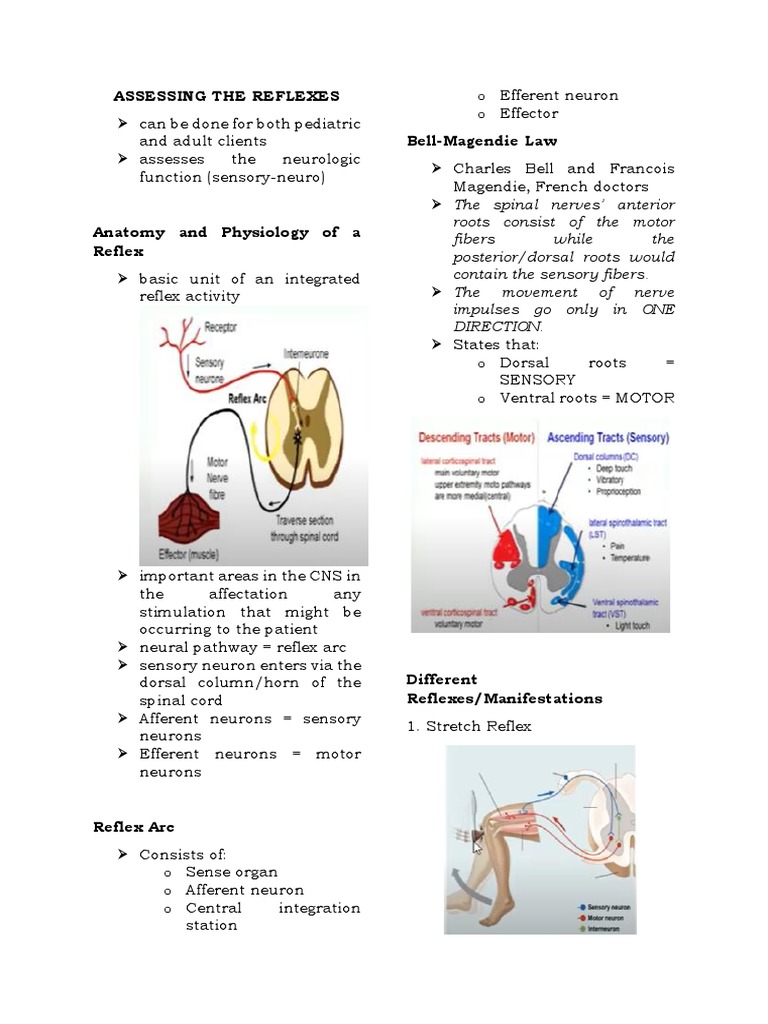 Assessing The Reflexes Bell-Magendie Law | PDF | Motor Neuron ...