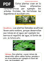 Adaptaciones de Las Plantas | PDF