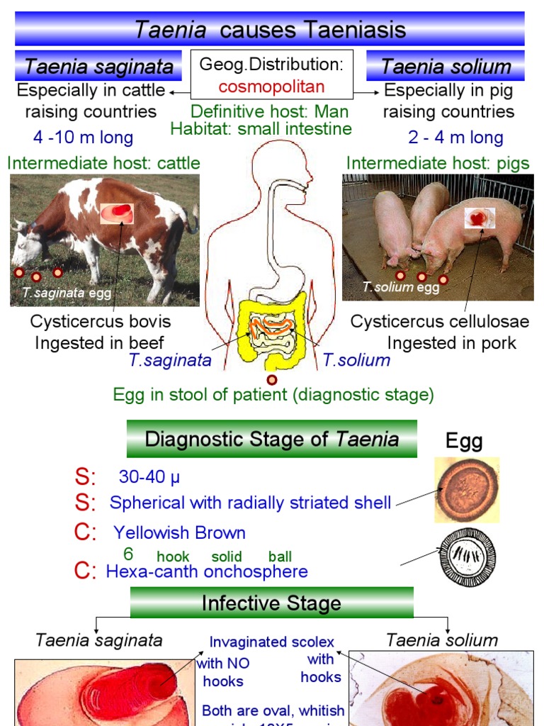 Understanding the Life Cycles, Pathogenesis, Diagnosis and Treatment of ...