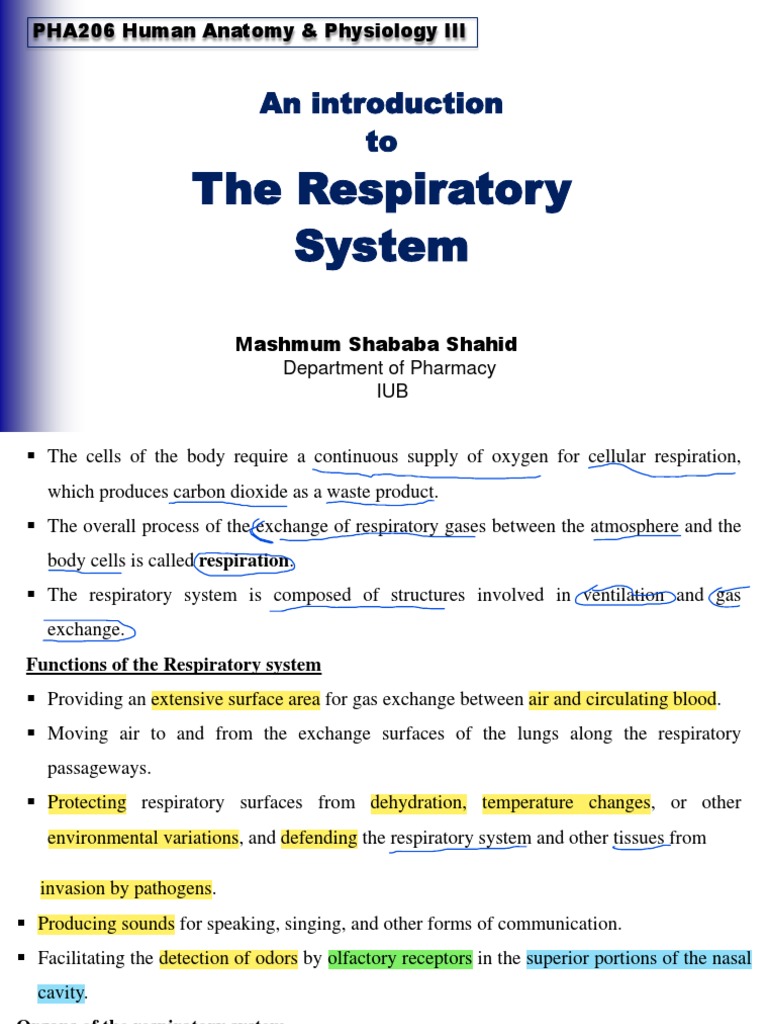 An Introduction To: The Respiratory System | PDF | Lung | Respiratory Tract