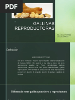 Ciclo de Vida de La Vaca | PDF | Vacas | Leche