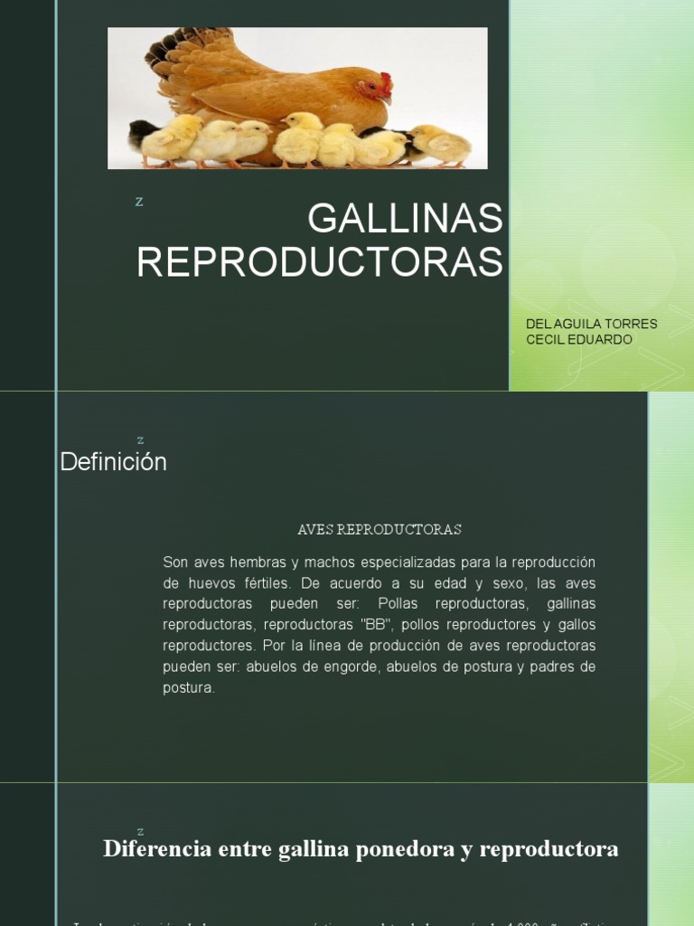 Gallinas Reproductoras | PDF | Aves | Huevo