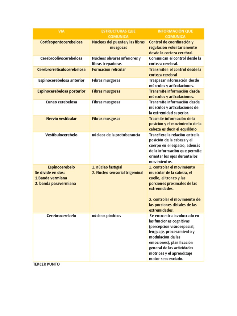 Estructuras y funciones del cerebelo | PDF | Cerebelo | Biología