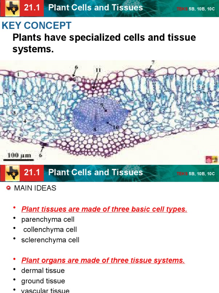 Plant Cell Types and Tissue Systems | PDF | Home & Garden | Science ...