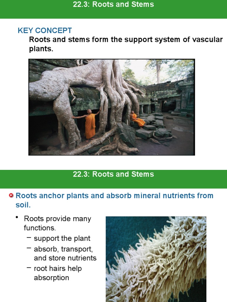 Roots and Stems Form The Support System of Vascular Plants.: Key Concept | PDF | Plant Stem | Root