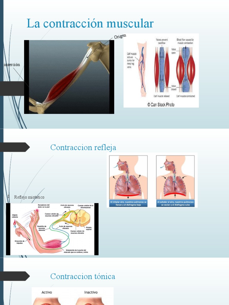 La Contracción Muscular | PDF