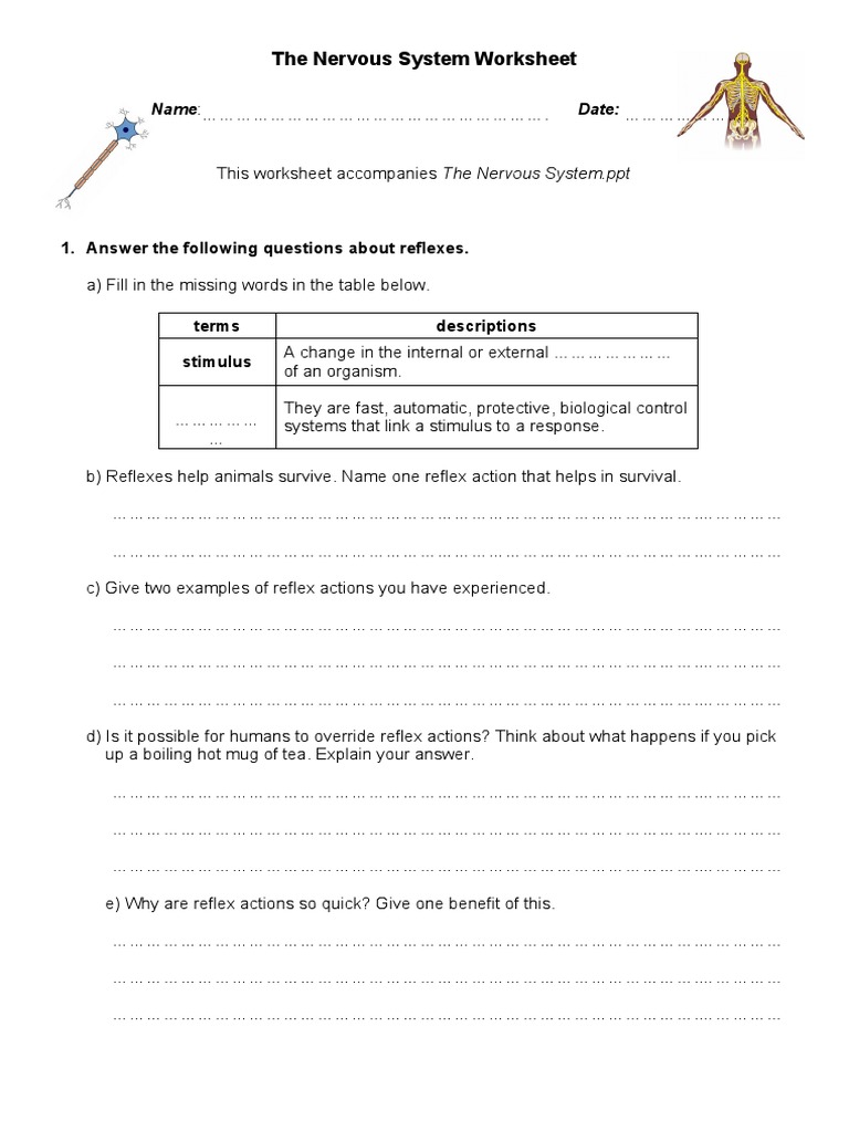 1.2.3 The Nervous System Worksheet | PDF | Neuron | Central Nervous System