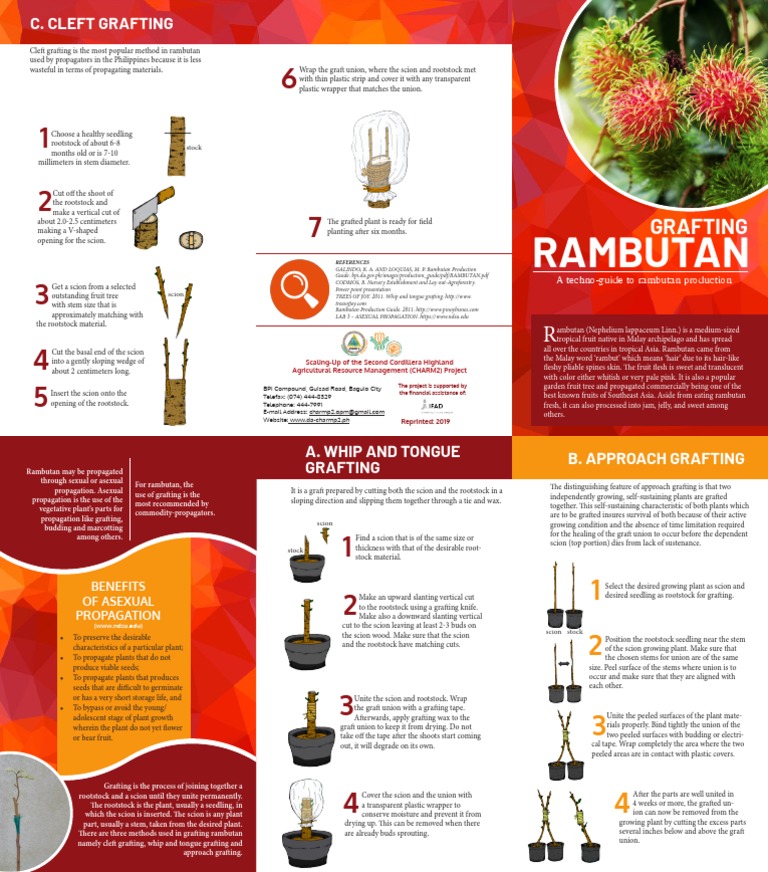 Grafting Rambutan | PDF | Grafting | Botany