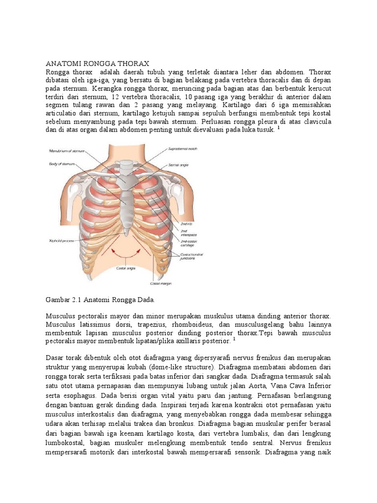 Anatomi Rongga Thorax | PDF | Sains & Matematika