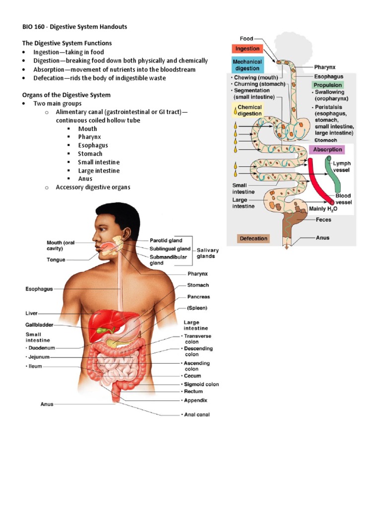 Digestive System Anatomy Overview | PDF | Stomach | Gastrointestinal Tract