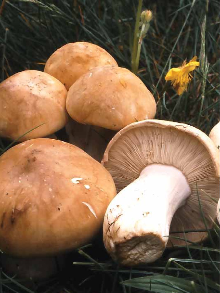 Setas Comestibles de Primavera en España | PDF | Crema | sal