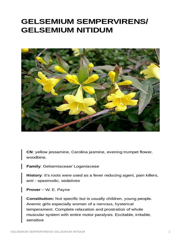 Gelsemium Sempervirens/ Gelsemium Nitidum: Woodbine | PDF | Diseases ...