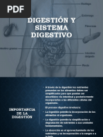 Anatomía del aparato digestivo del cerdo | PDF | Digestión | Bilis