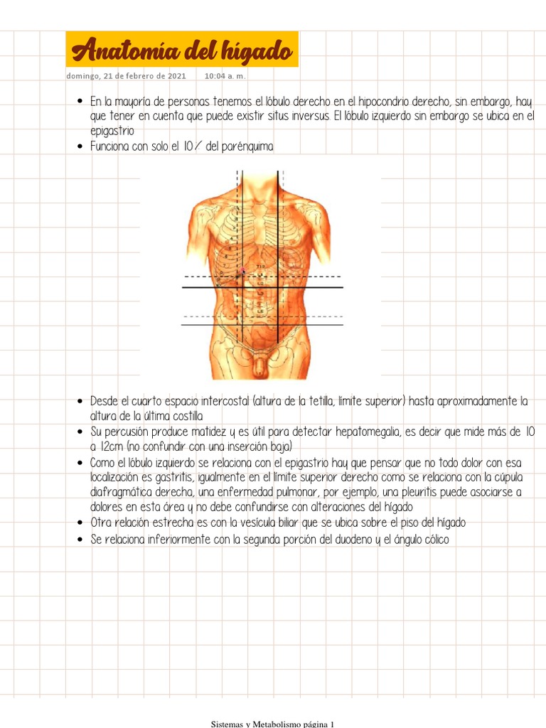 Anatomía y funciones del hígado: una guía detallada | PDF | Hígado ...