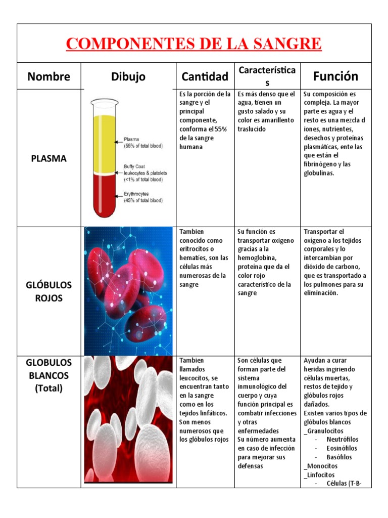 10-06-21 Componentes de La Sangre - Kati Arias | PDF | Linfocitos | Sangre