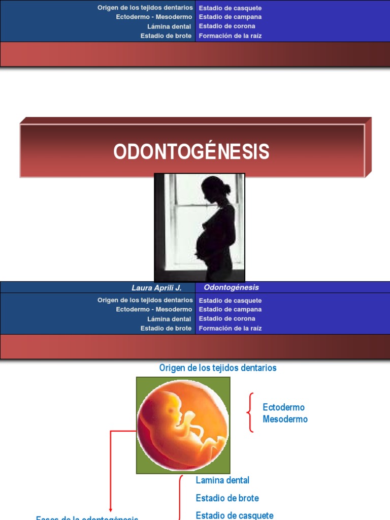 ODONTOGENESIS | PDF | Diente | Anatomia dental
