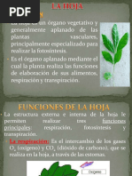 Limbo | PDF | Hoja | Botánica