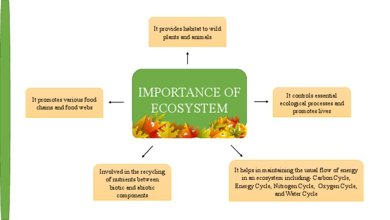 Importance of Ecosystem | PDF