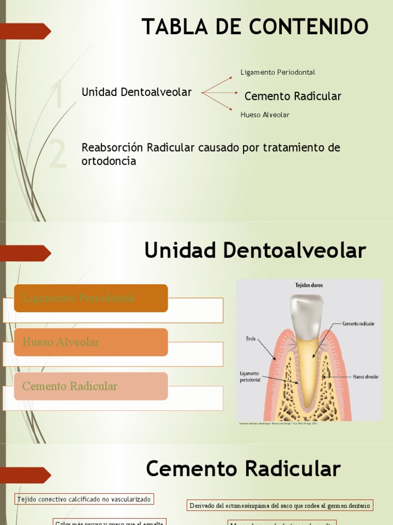 Unidad Dentoalveolar Cemento y Reabsorción Radicular | PDF | Ortodoncia ...
