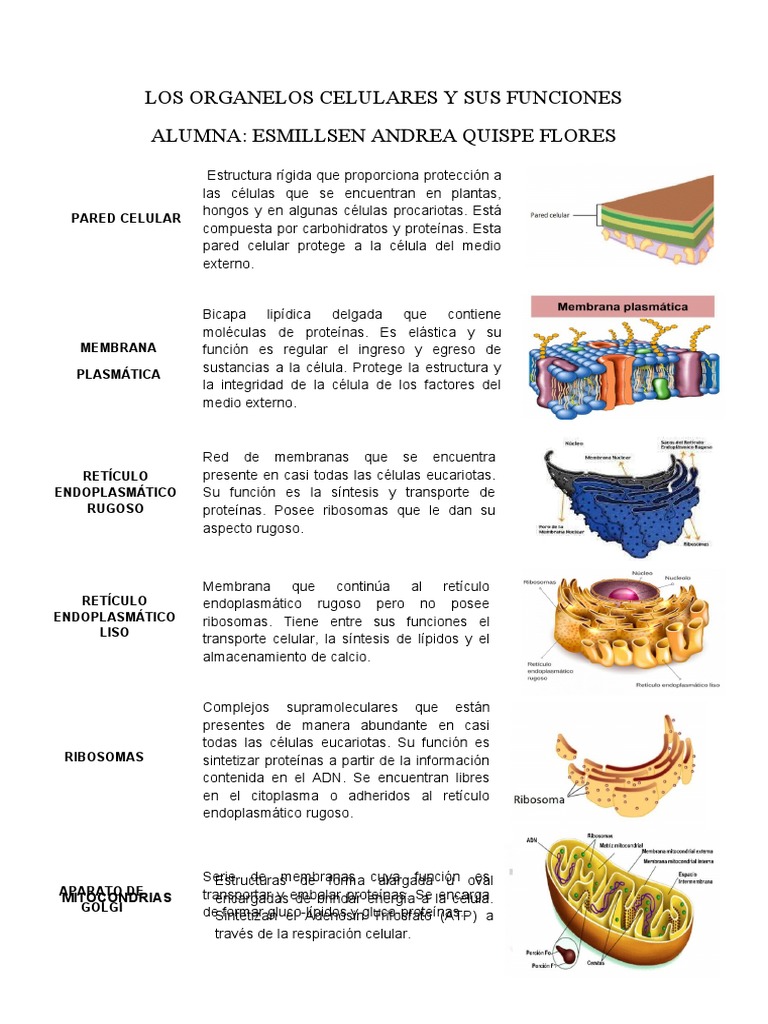 Hoja De Trabajo Sobre Las Células Y Sus Organelos