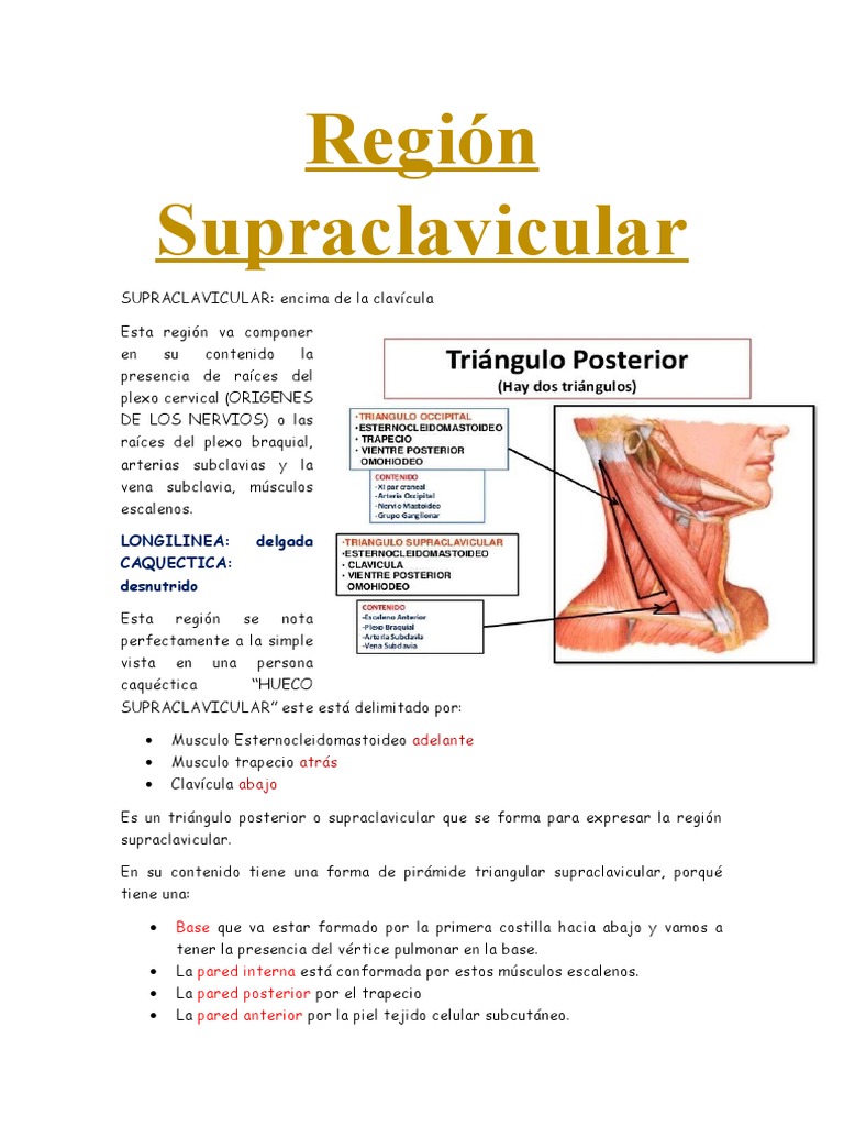 Región Supraclavicular | PDF | Anatomía humana | Sistema musculoesquelético