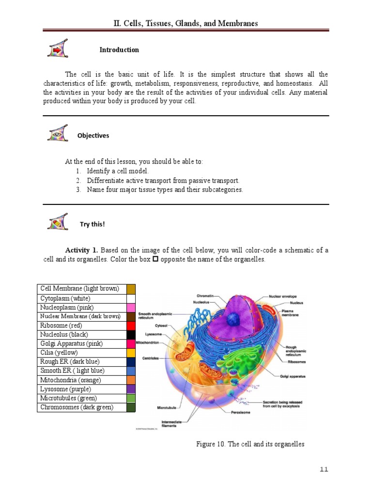 Cell, Tissues, Glands, and Membranes Bry | PDF | Skin | Endoplasmic ...