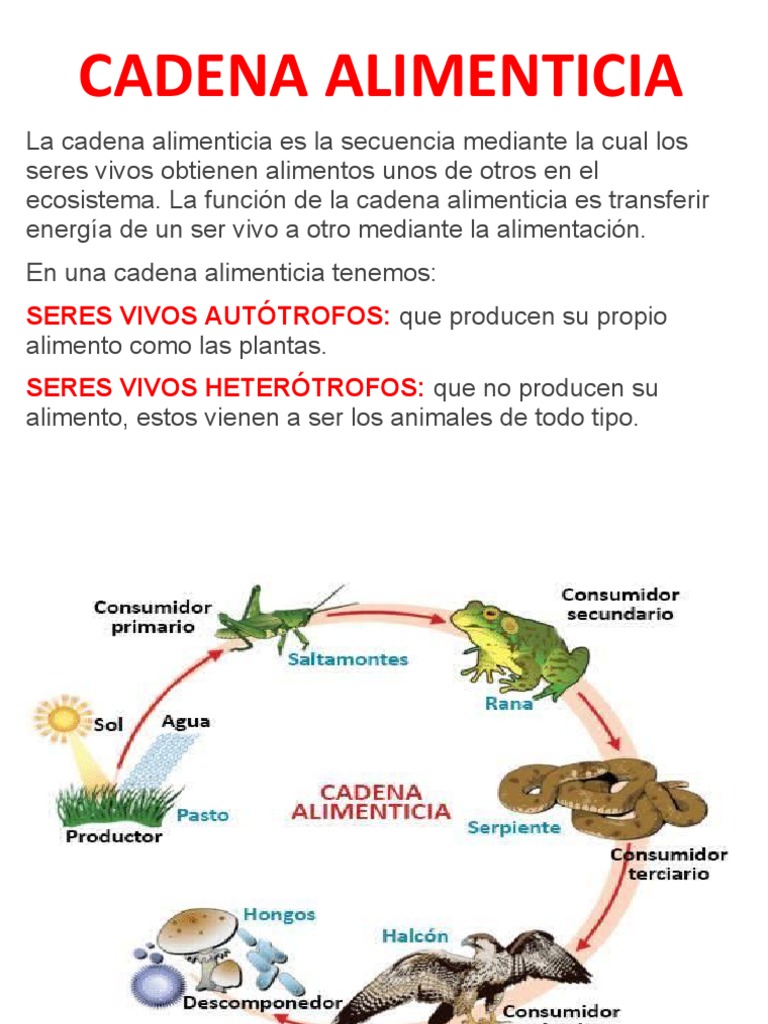 Cadena Alimenticia Ecosistemas Cadenas Alimenticias Ecosistema Primaria