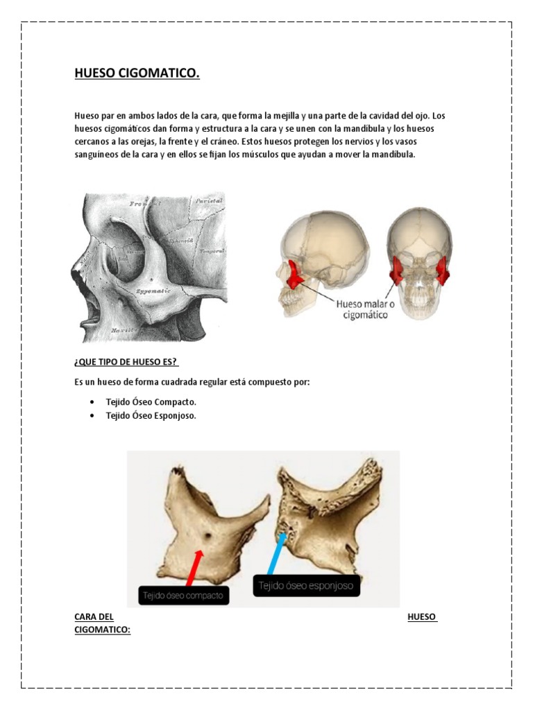 Hueso Cigomatico | PDF | Cara | Anatomía
