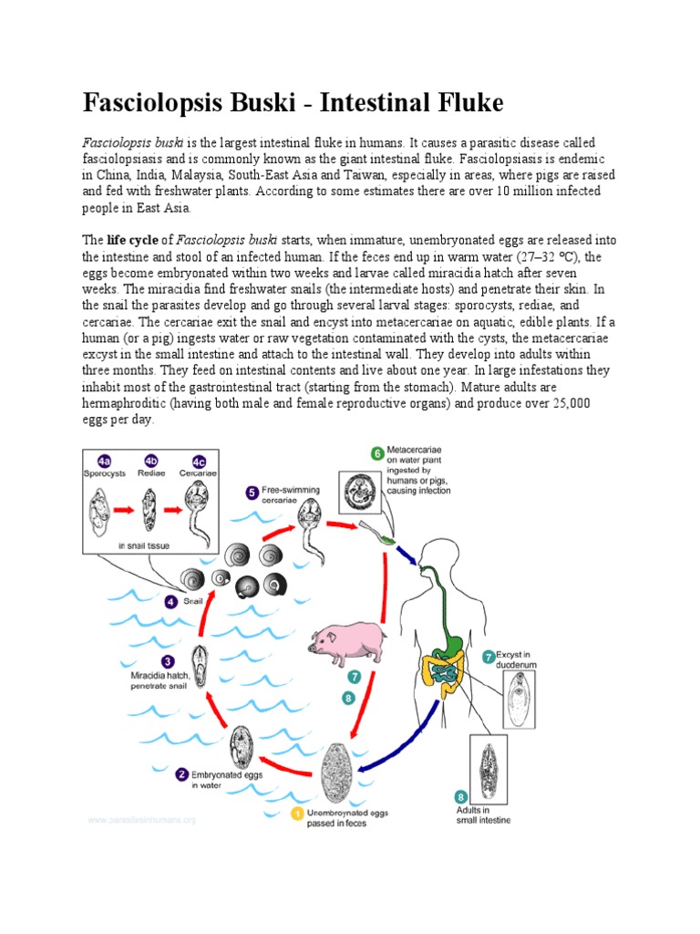 Fasciolopsis Buski - Intestinal Fluke | PDF | Gastrointestinal Tract ...