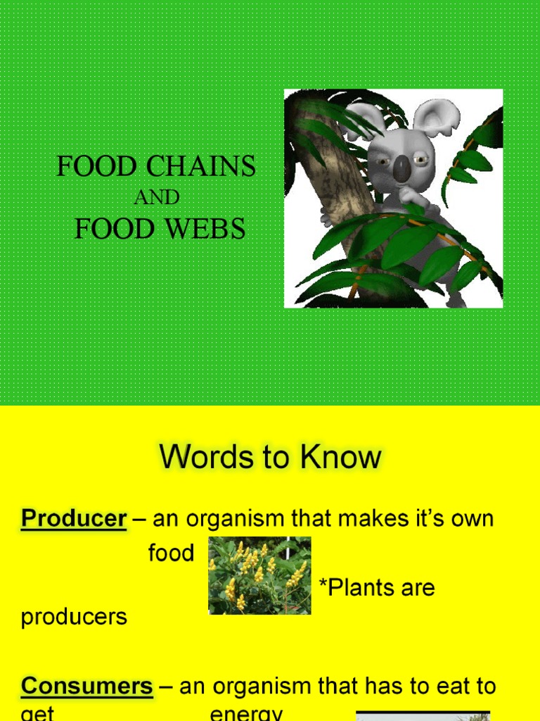Food Chains and Webs Powerpoint | PDF