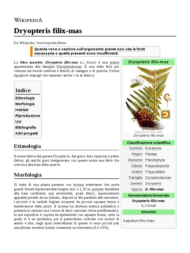 Dryopteris Filix Mas | PDF
