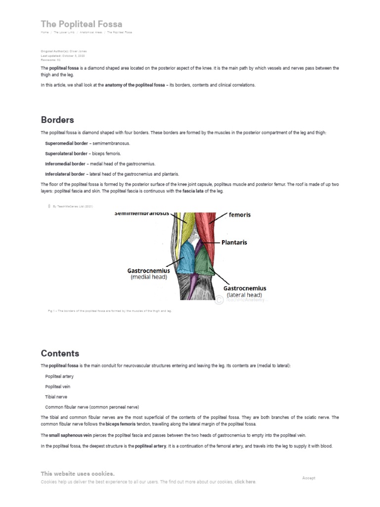 The Popliteal Fossa - Borders - Contents - TeachMeAnatomy | PDF | Human ...