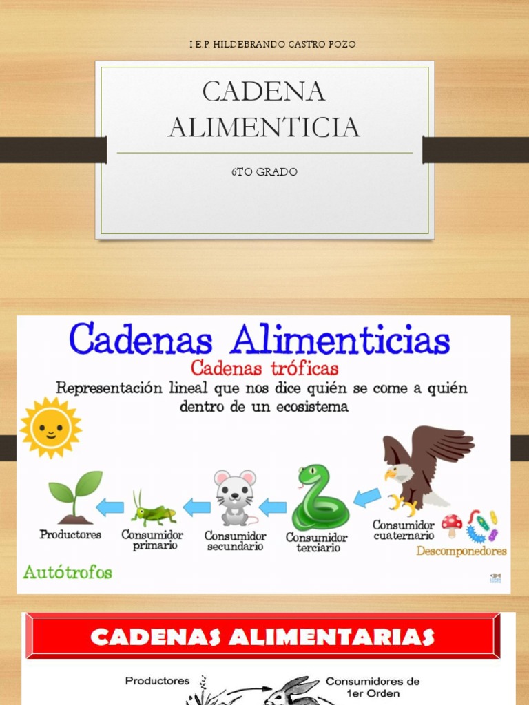 Cadena Alimenticia Diapositiva | PDF