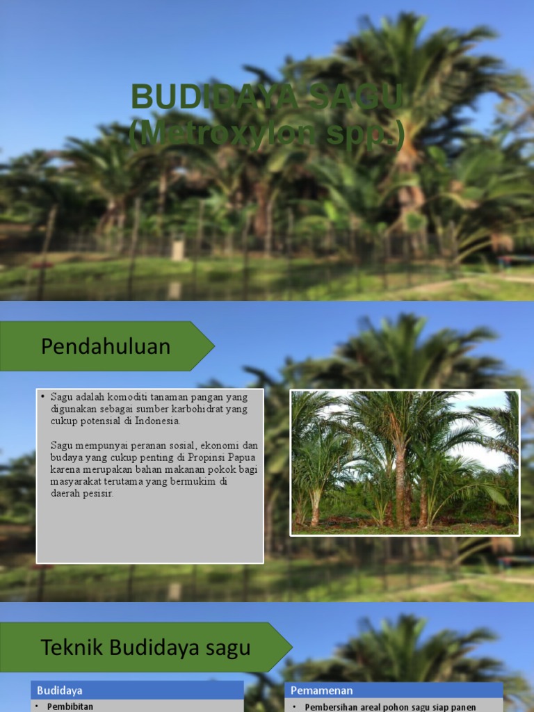 Budidaya Sagu | PDF | Griya & Taman | Sains & Matematika