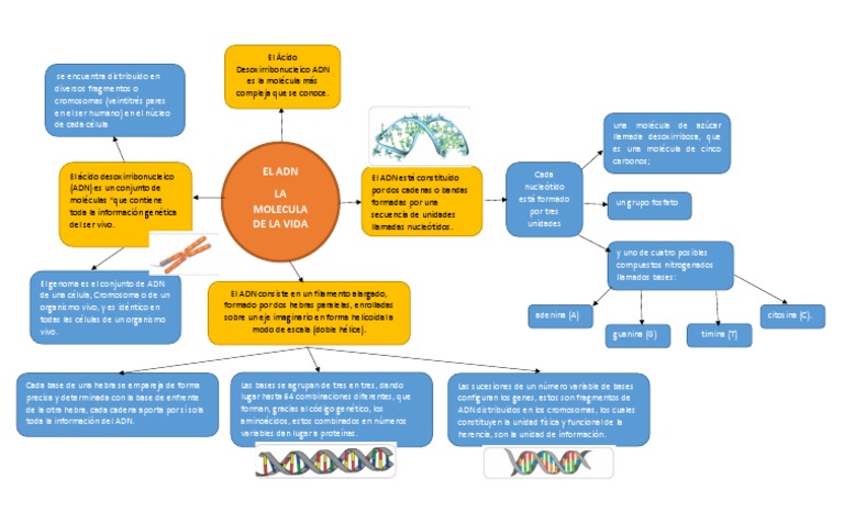 Mapa Mental ADN | PDF | Adn | Genética