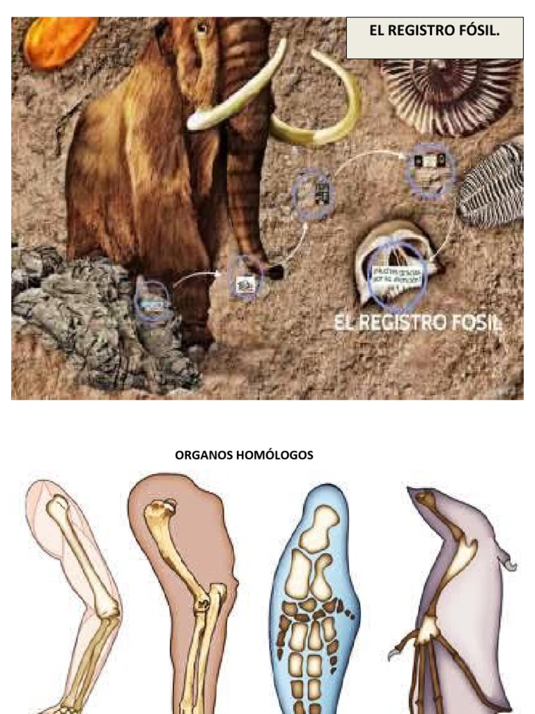 El Registro Fósil | PDF