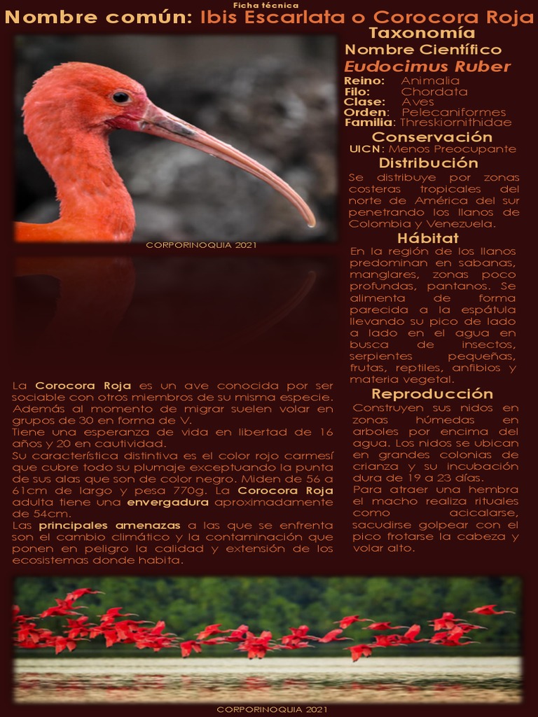 Corocora Roja Nuevo | PDF | Aves holarctic | Aves