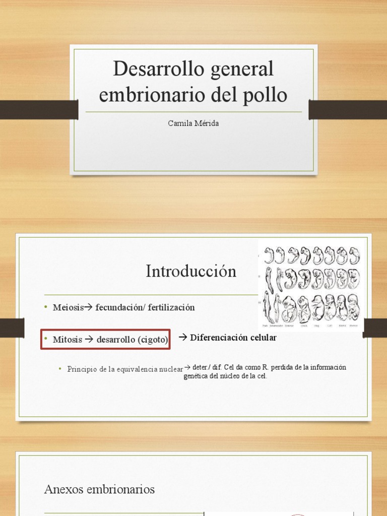 Desarrollo embrionario del pollo | PDF | Biología | Anatomía