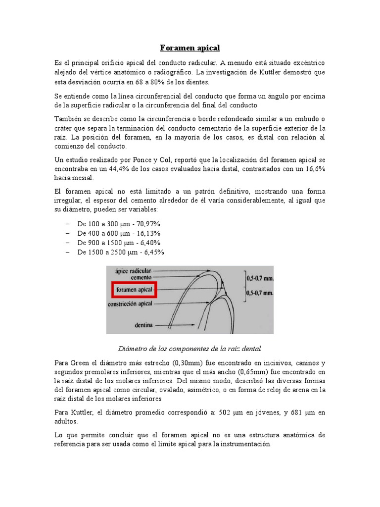 Anatomía del Foramen Apical Dental | PDF | Diente | Anatomia dental