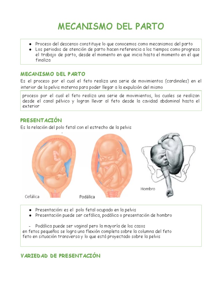 Mecanismos del Parto y Posiciones Fetales | PDF | Parto | Pelvis