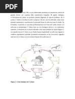 Cooperia SPP | PDF | Nematodo | Sistema reproductivo