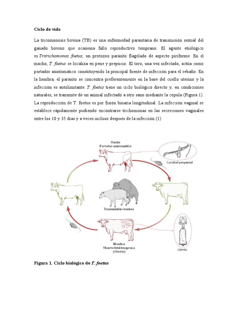 T Foetus | PDF | Salud pública | Especialidades Medicas