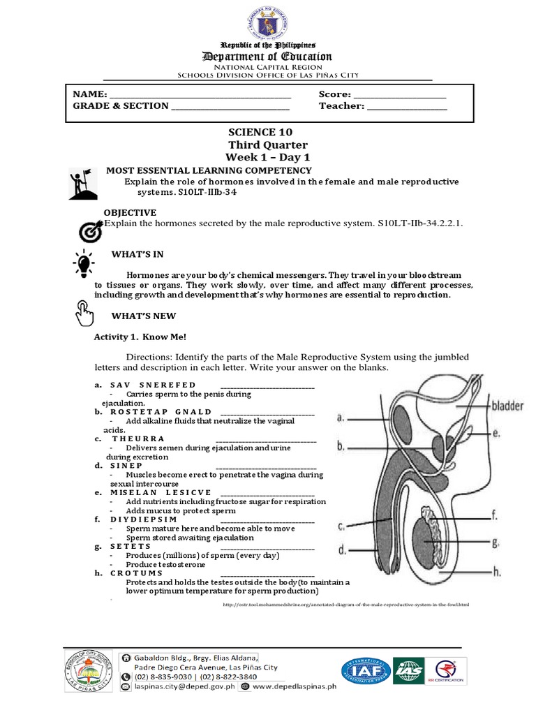 SCIENCE-10-Q3 WORKSHEET REVISED COPY-week-1-7 | PDF | Menstrual Cycle ...