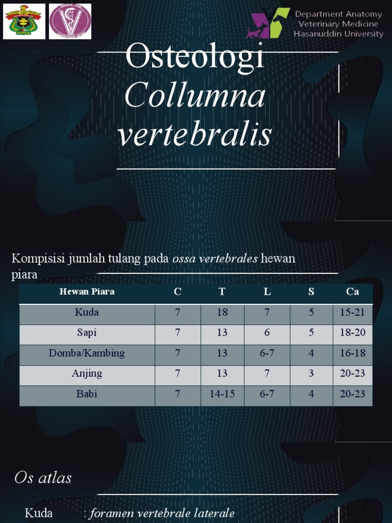 Anatomi Columna Vertebralis Hewan | PDF