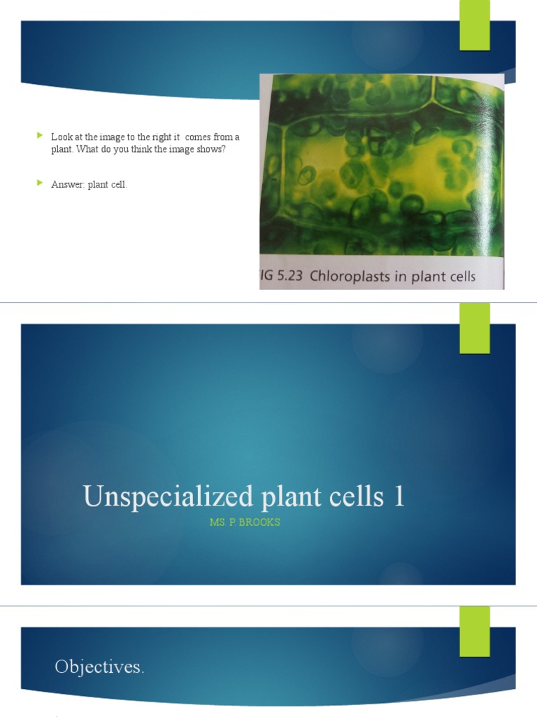 Unspecialised Plant Cells | PDF | Cell (Biology) | Plants