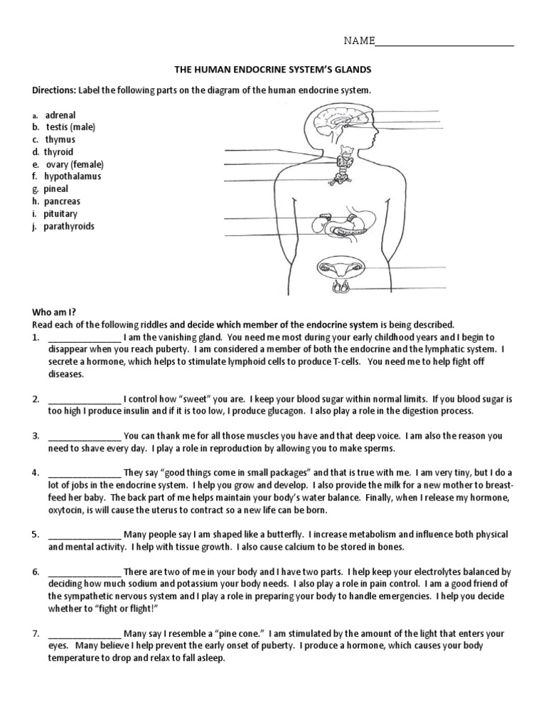The Human Endocrine System's Glands Worksheet | PDF | Endocrine System ...