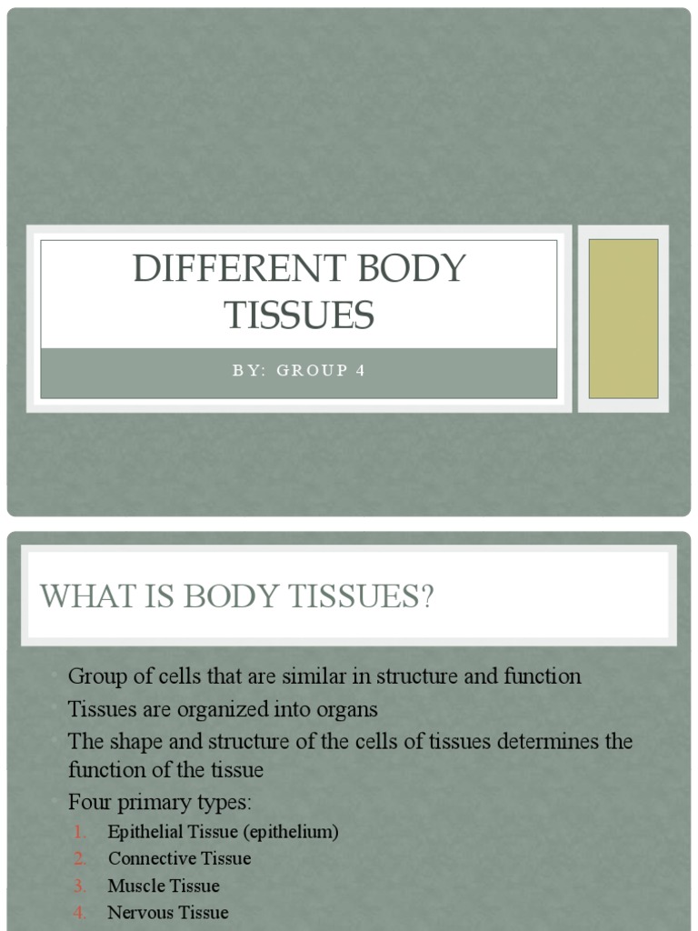 Different Body Tissues: By: Group 4 | PDF | Epithelium | Biology